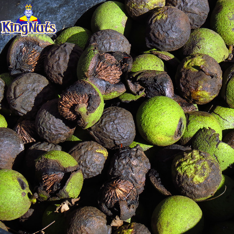 loi-ich-qua-oc-cho-den